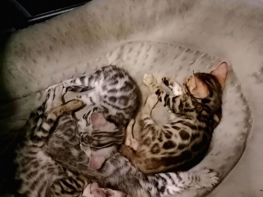 Бенгальские котята
