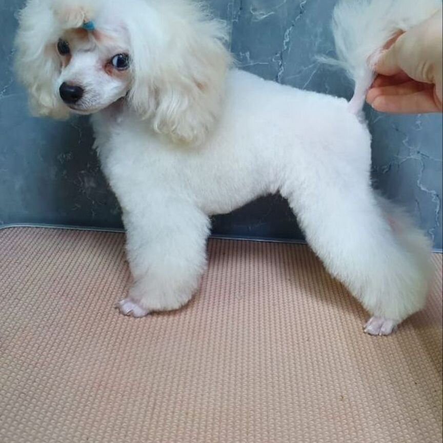 Вязка кобелек мини пудель