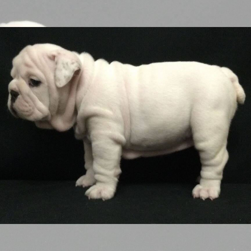 Английский бульдог, щенок