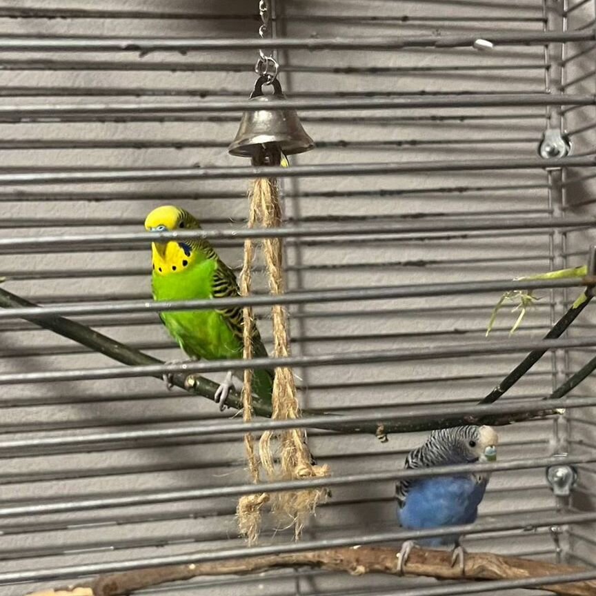 Волнистый попугай