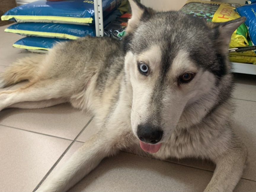 Собака сибирский хаски мальчик, кастрированный