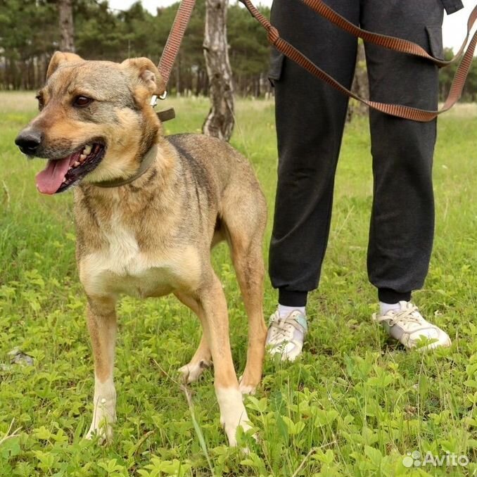 Бари ищет дом