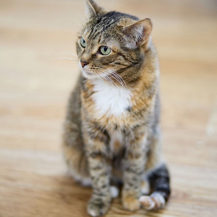 Взрослая кошка из приюта