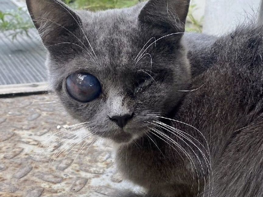 Слепая кошка на улице