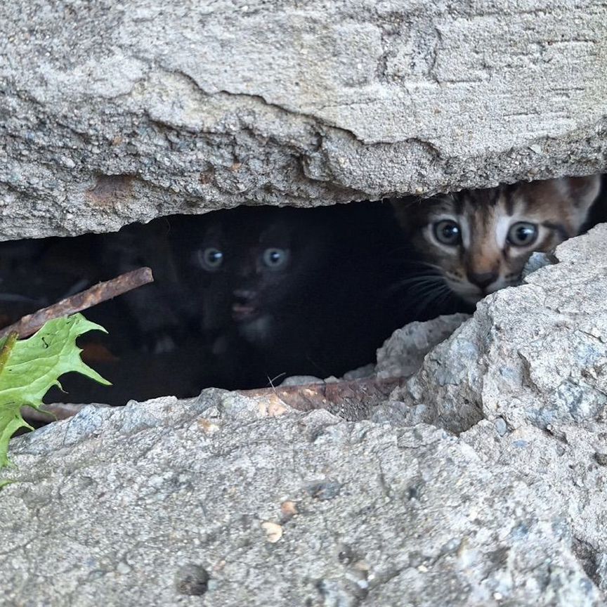 Котята в добрые руки бесплатно маленькие
