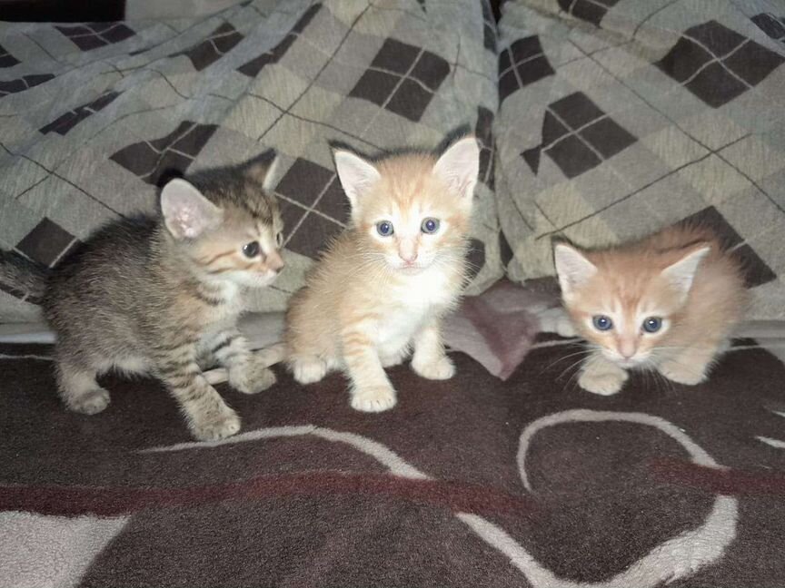 Отдам в добрые руки приученных к лотку котят
