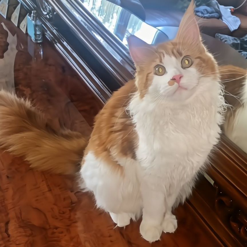 Мейн-кун котёнок