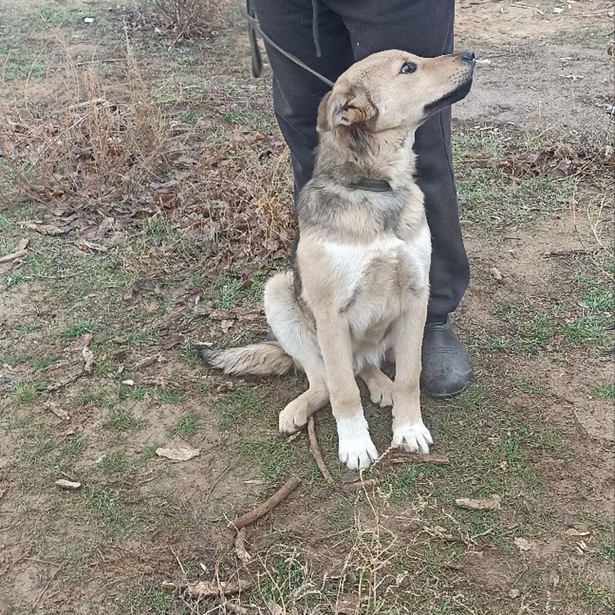 Щенок ищет дом