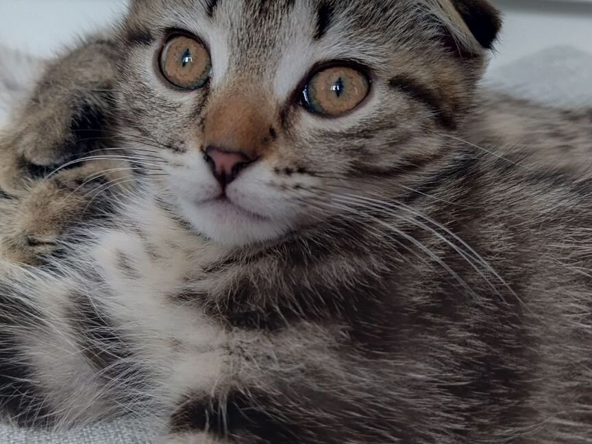 Шотландские вислоухие котята
