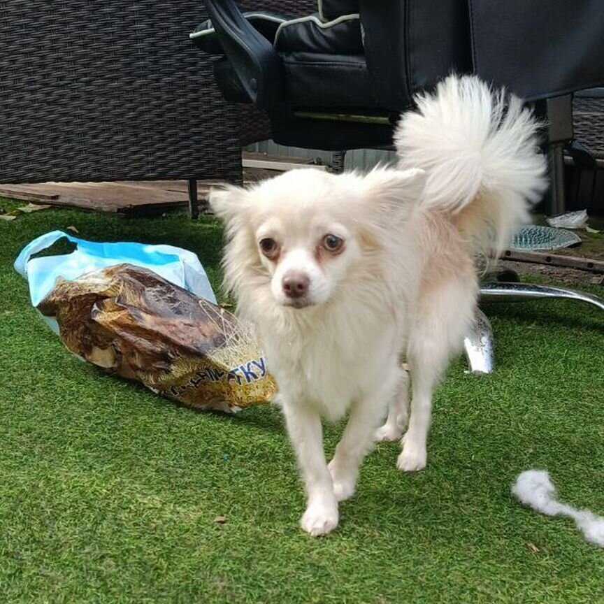 Мальчишка чих