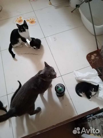 Котята в добрые руки