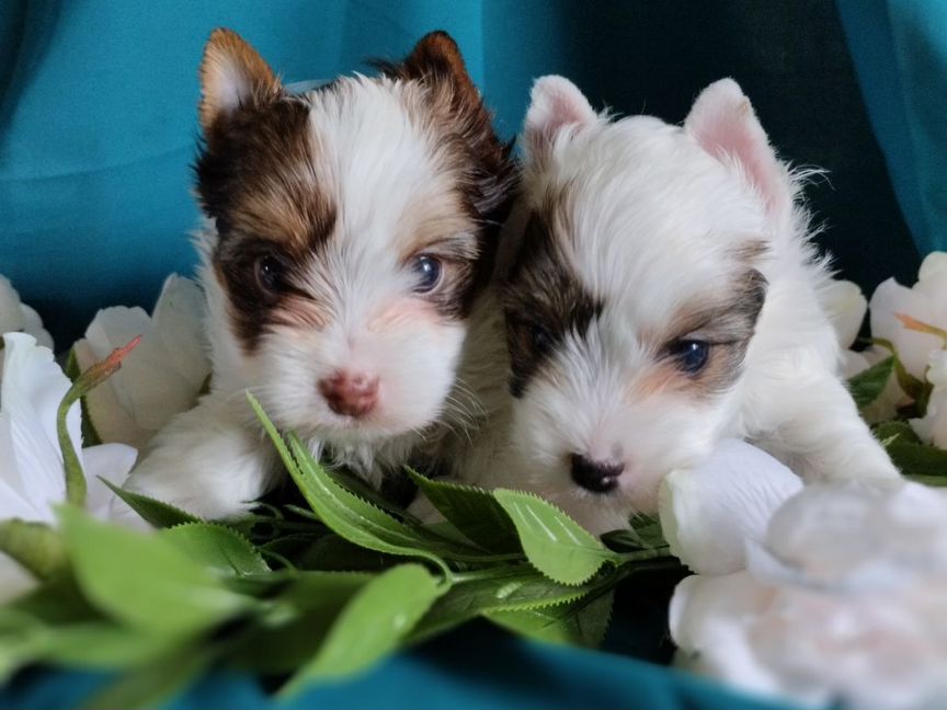 Белошоколадные детки