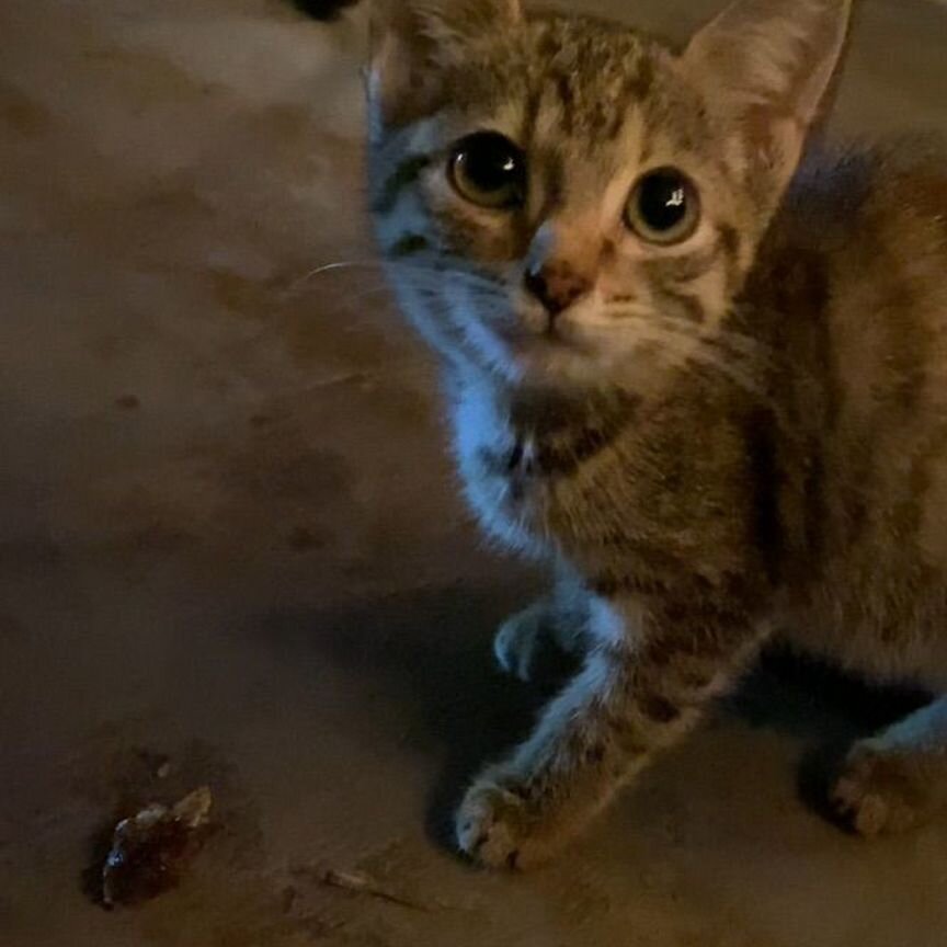 Котенок в добрые руки
