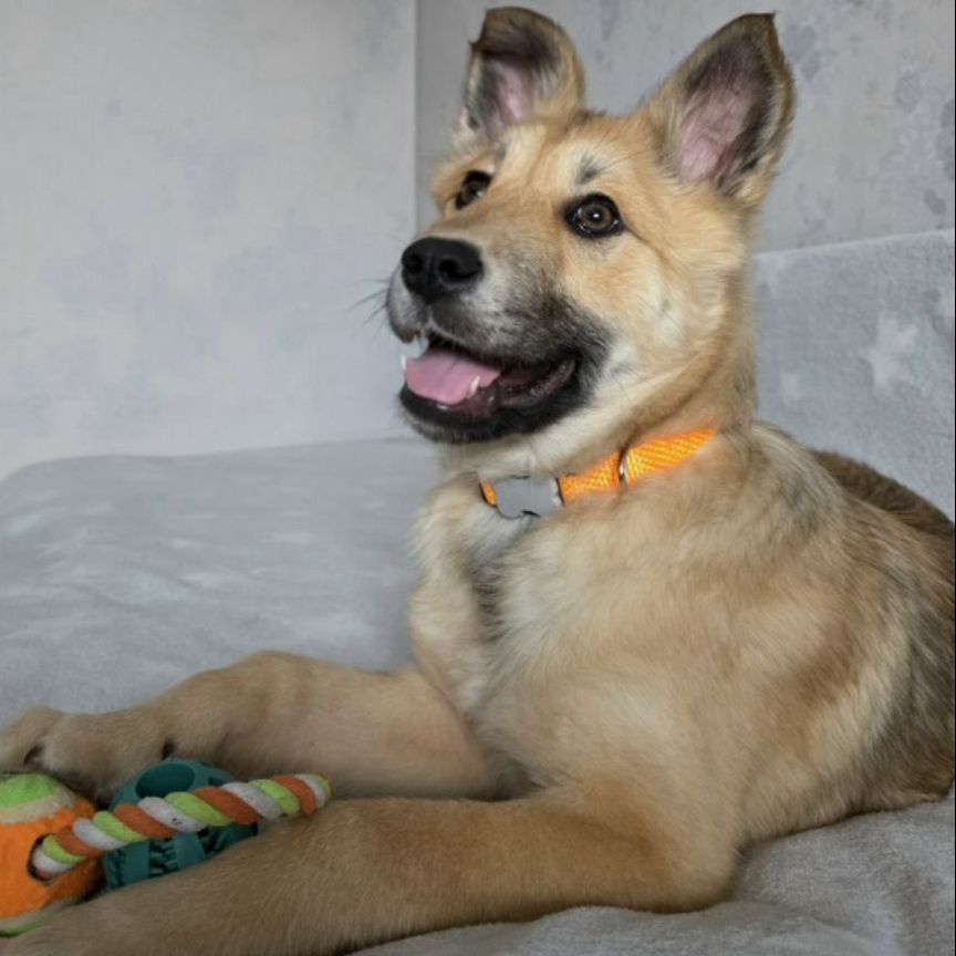 Щенок в добрые руки