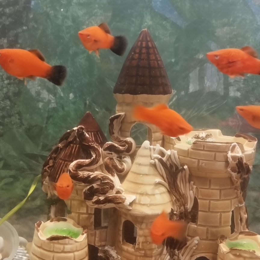 Меченосцы красные