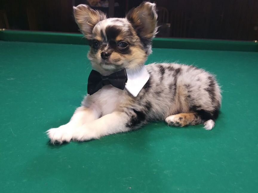 Чихуахуа.Космос