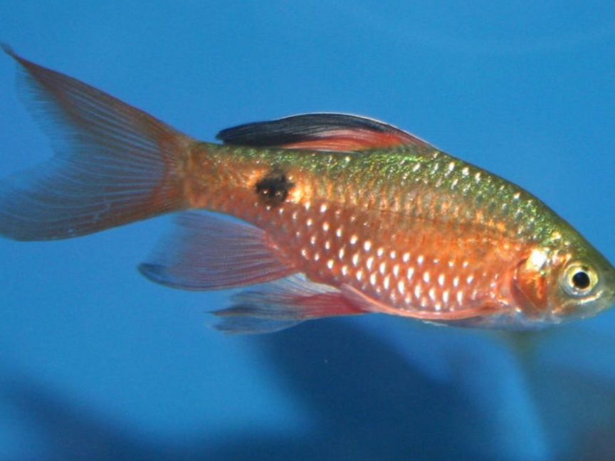 Огненные барбусы