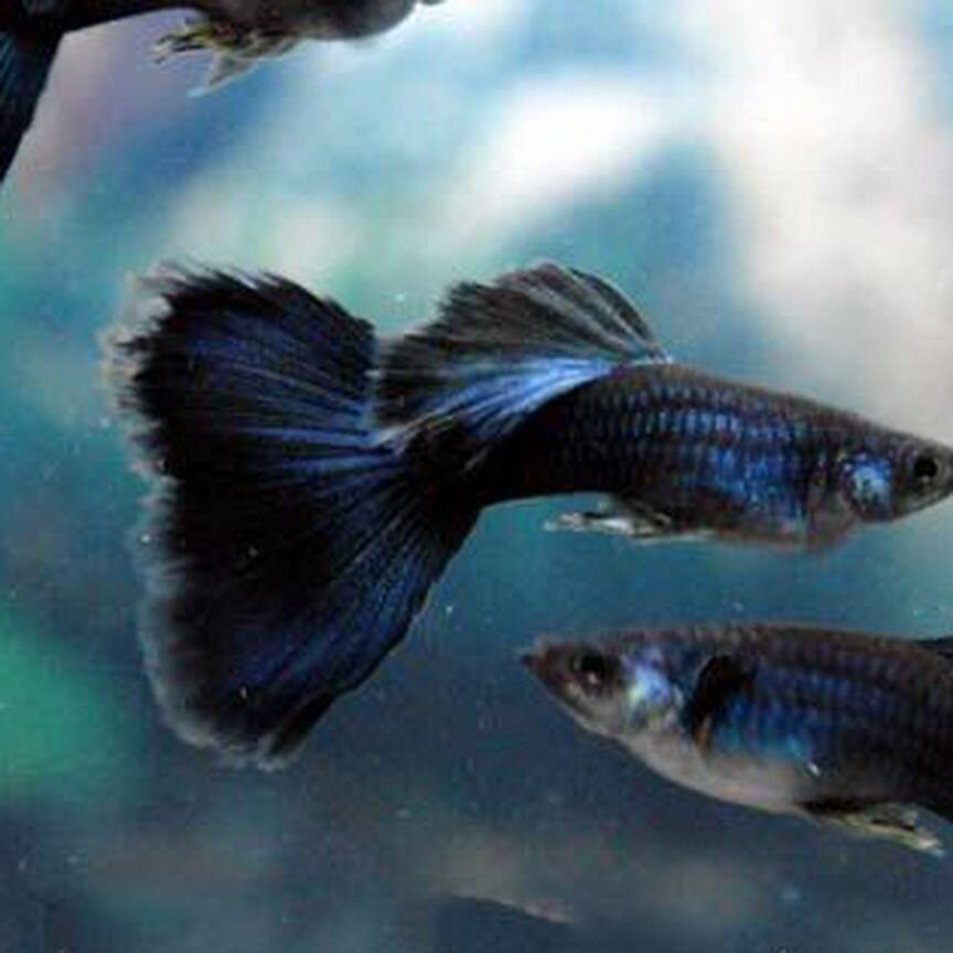 Гуппи Московский синий, самец