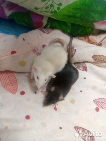 Крыса домашняя