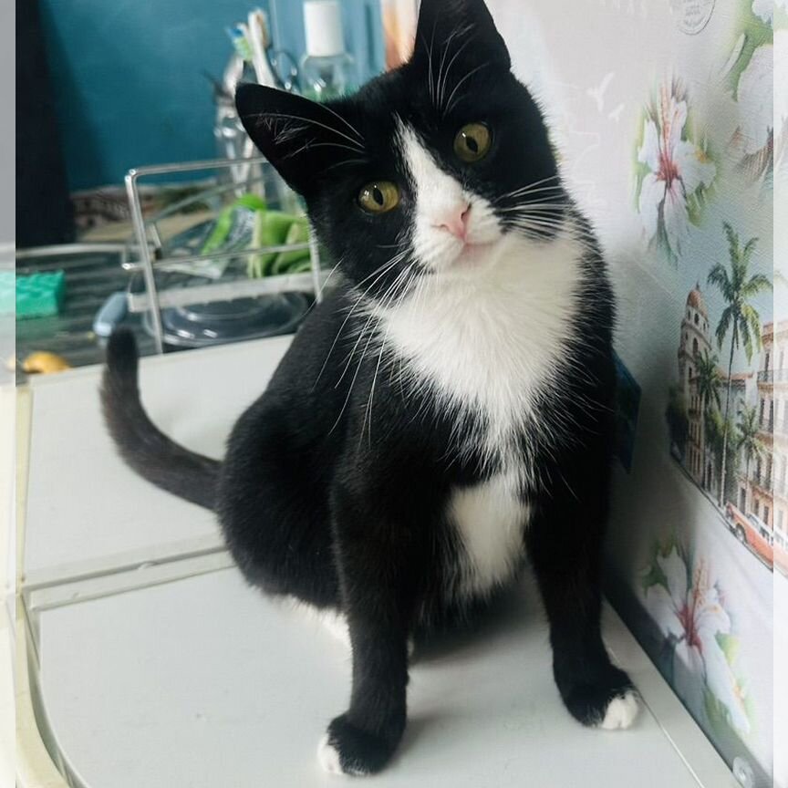 Взрослая кошка в добрые руки