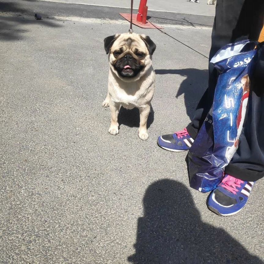 Мопс девочки