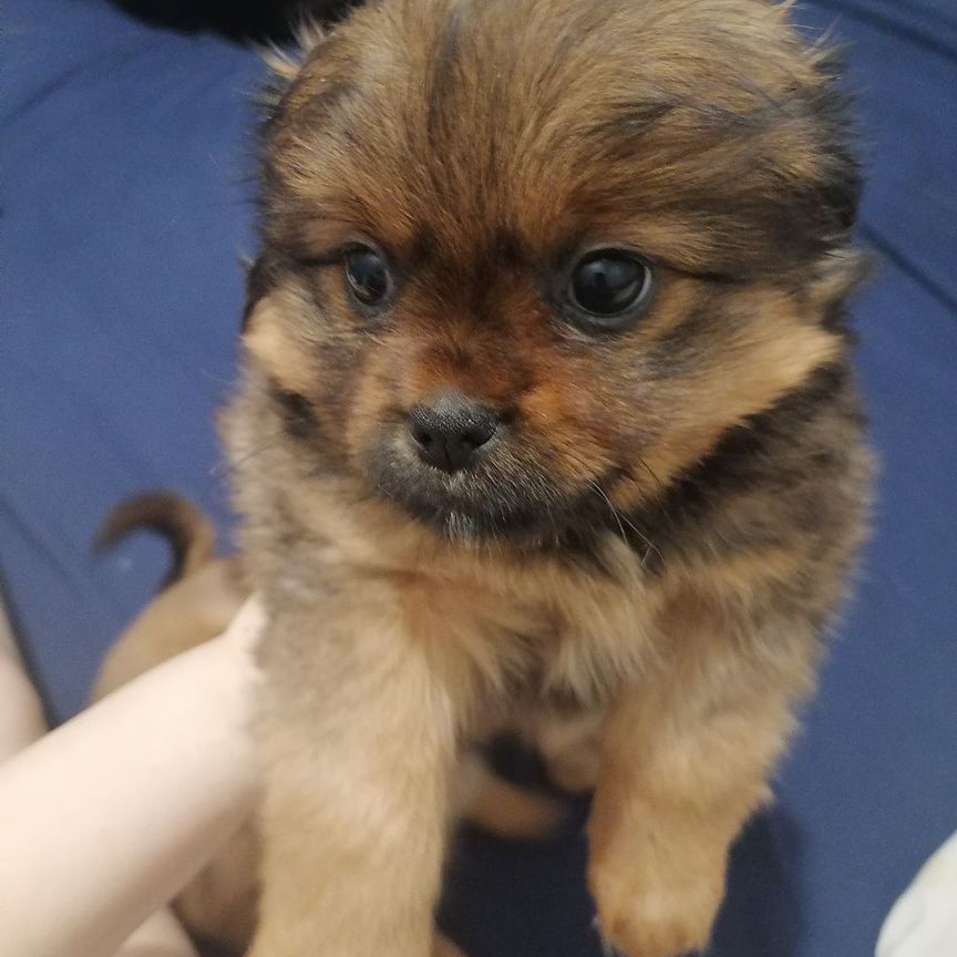 Помесная девочка пекинеса