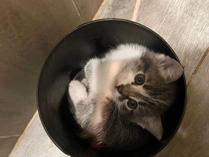 Братишки- котята в добрые руки