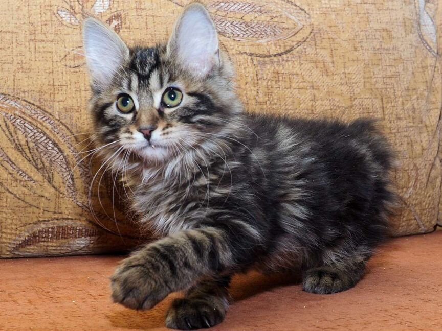 Котята Курильский бобтейл
