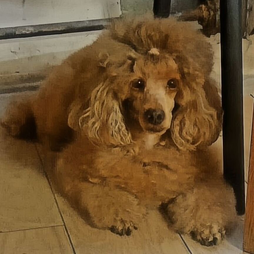 Той-пудель, взрослая собака