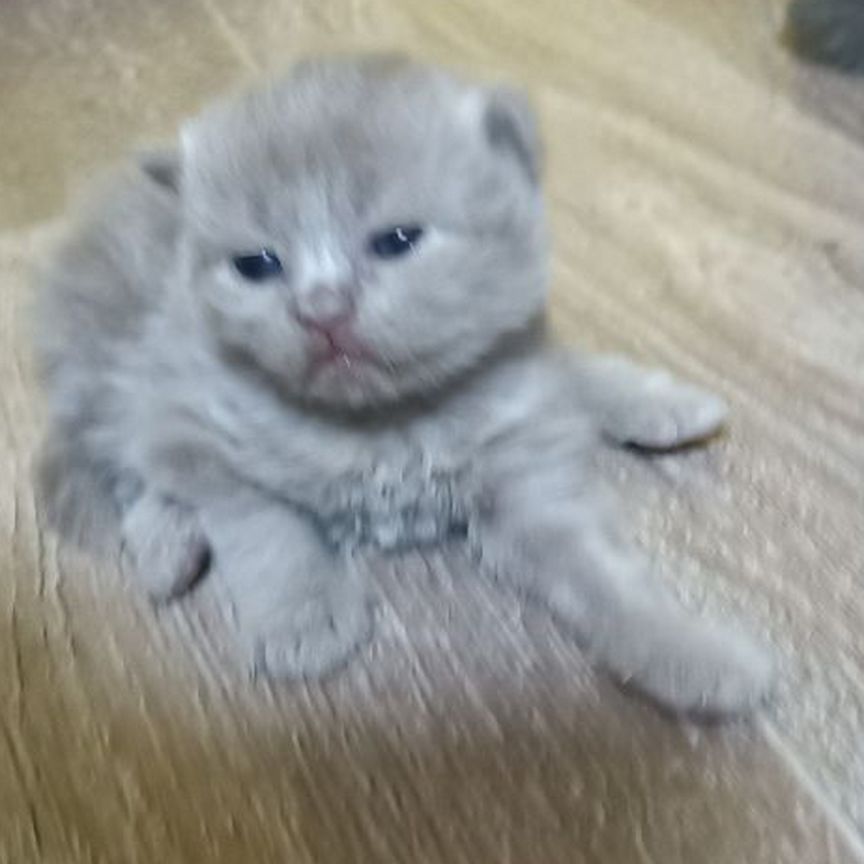 Шотландские вислоухие котята