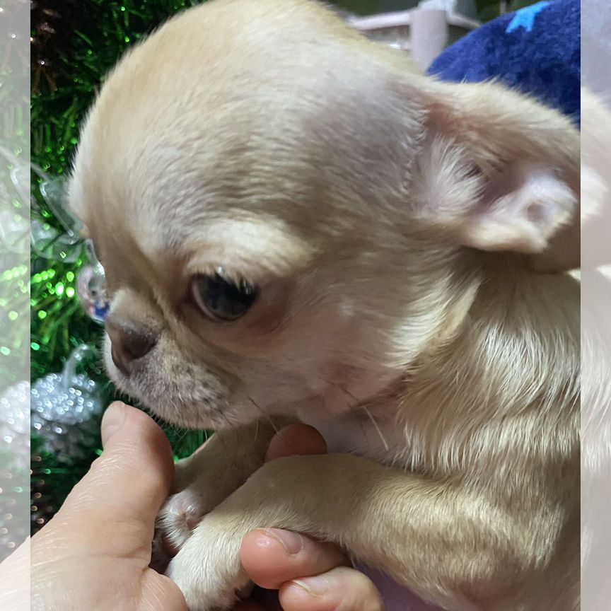 Чихуахуа, щенок