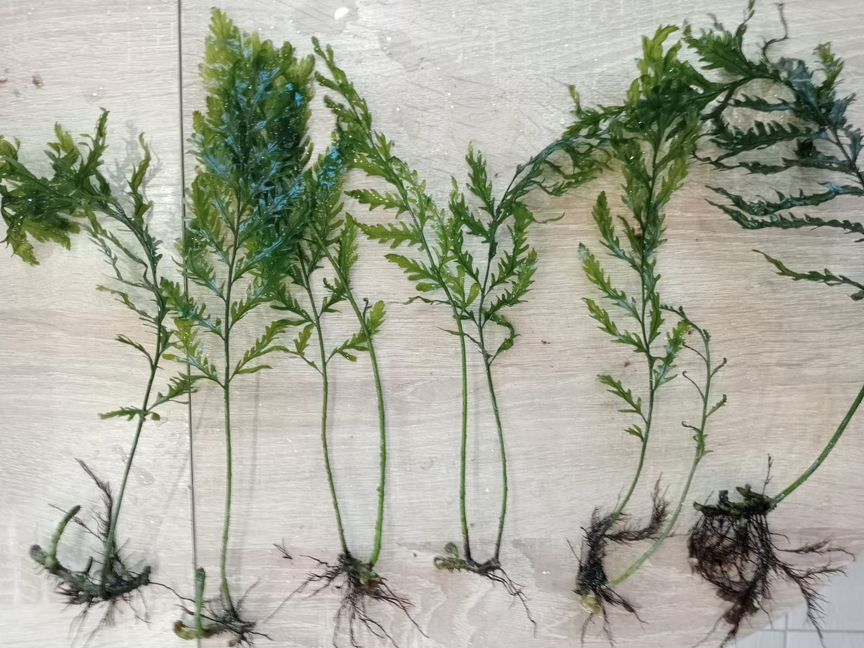 Папоротник болбитис