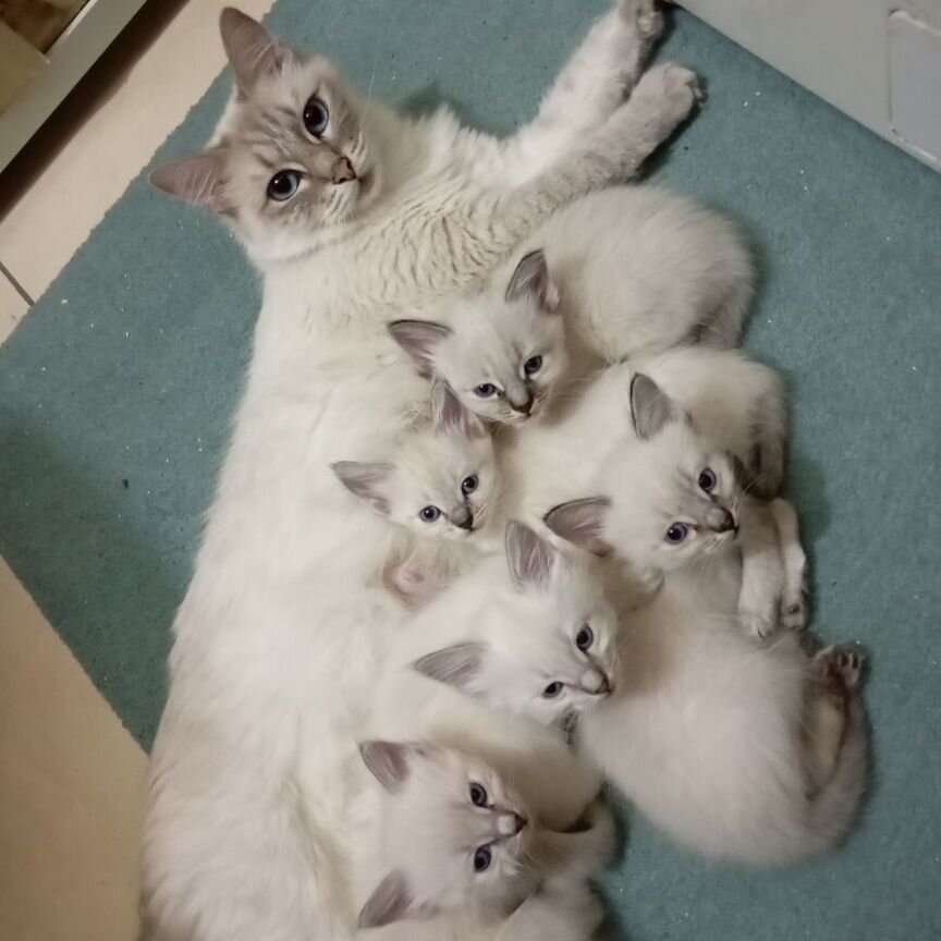 Невские маскарадные котята