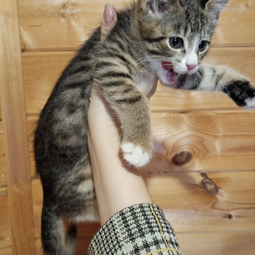 Котёнок в добрые руки