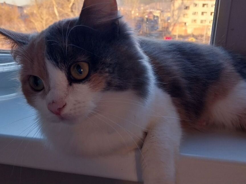 Кошка мышеловка