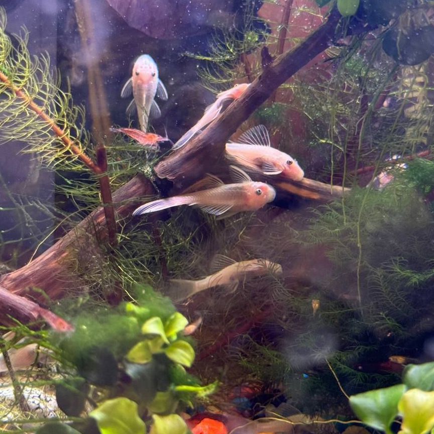 Рыбки сомики Анциструс L144 snow white "снежок"