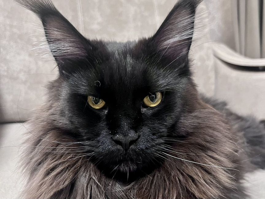 Кот Бегемот