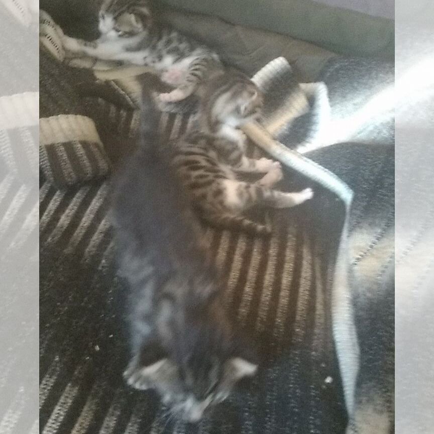 Бенгальские котята
