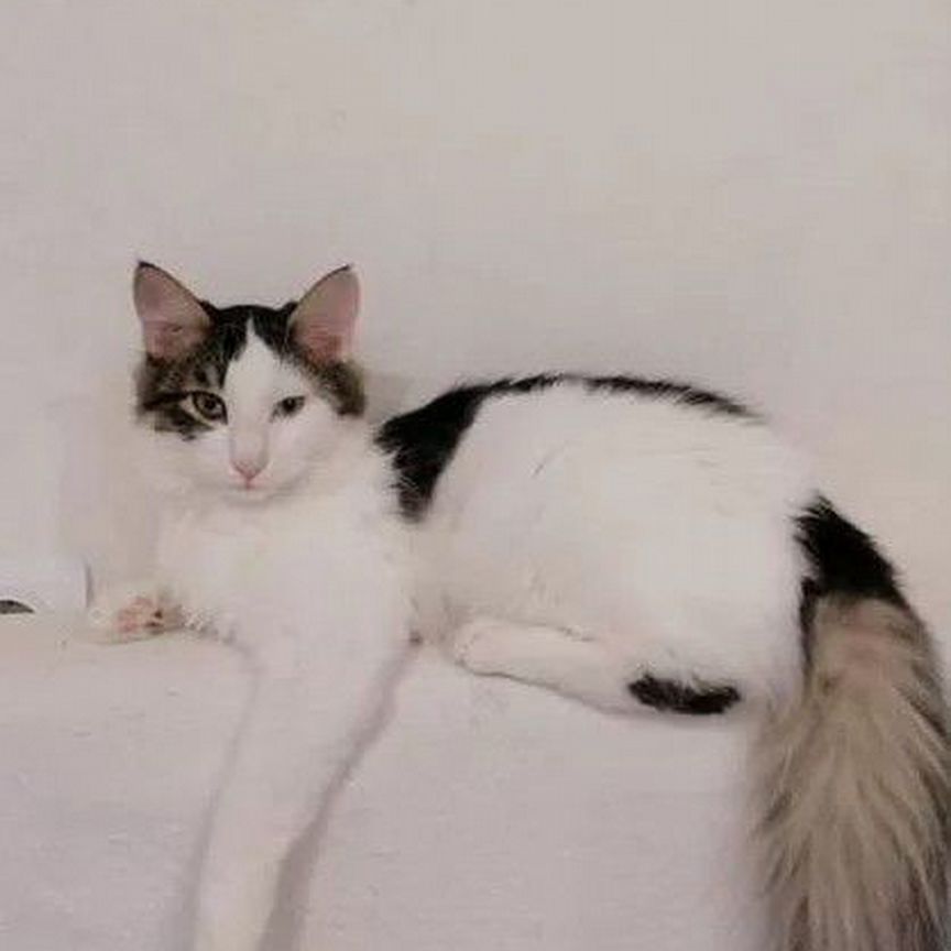 Котик мальчик отдается в добрые руки