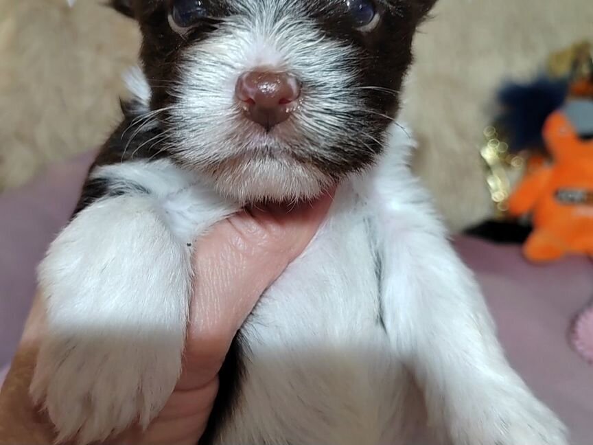 Малыш - цветного йорка