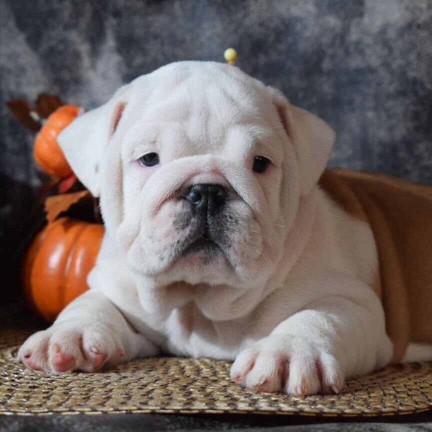 Перспективный малыш