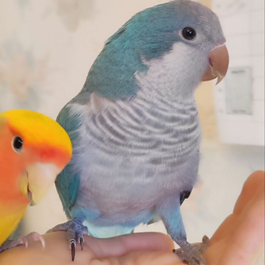 Попугай монарх