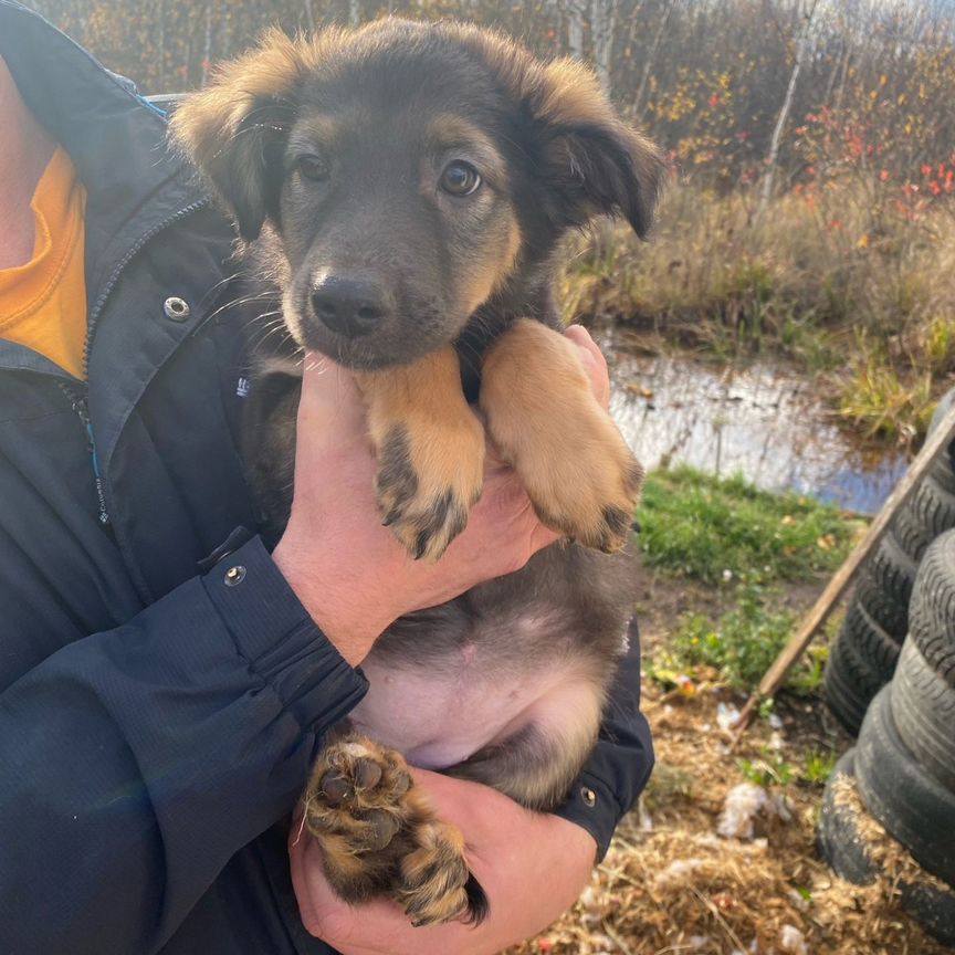 Щенок в добрые руки