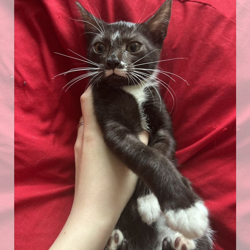 Котёнок в добрые руки