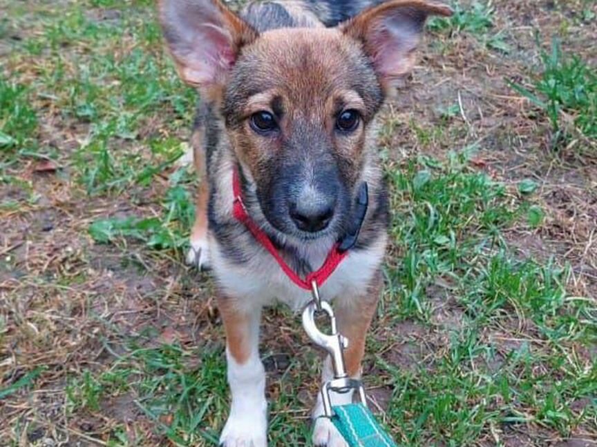 Собака в добрые рука щенок бесплатно в дар