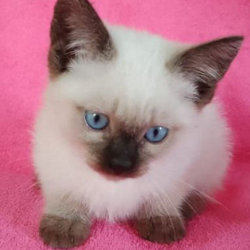 Тайские котята