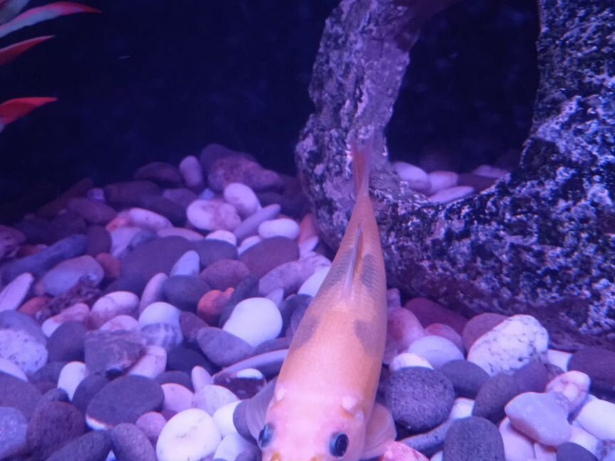 Рыбка золотой сом Гиринохейлус