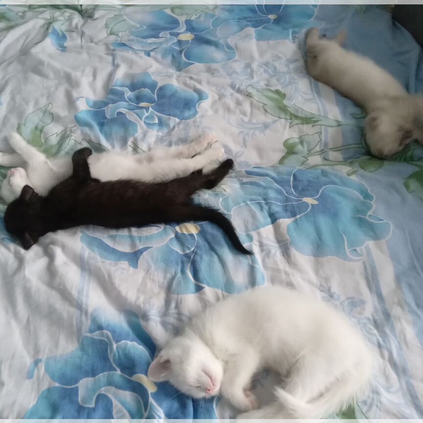 Шотландский вислоухий короткошёрстный котёнок