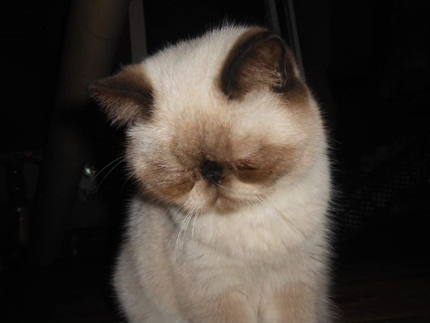 Котята краткошерстные персы экзоты