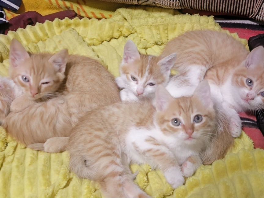 Кошки в добрые руки бесплатно